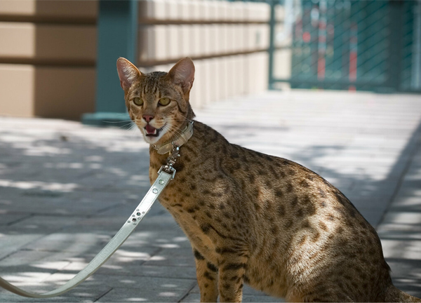 Seharga Rumah! 5 Kucing Paling Mahal di Dunia Seharga Rumah! 5 Kucing Paling Mahal di Dunia