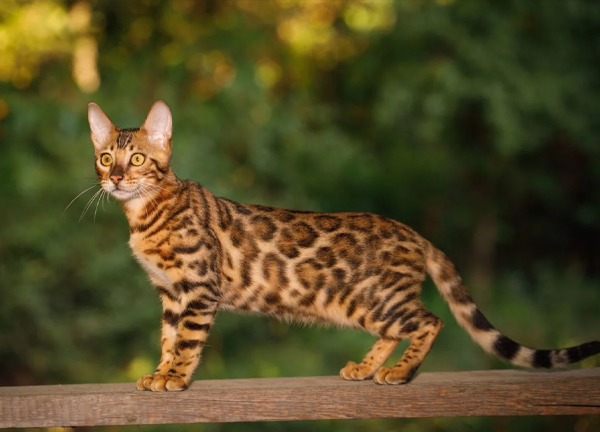 Seharga Rumah! 5 Kucing Paling Mahal di Dunia Seharga Rumah! 5 Kucing Paling Mahal di Dunia